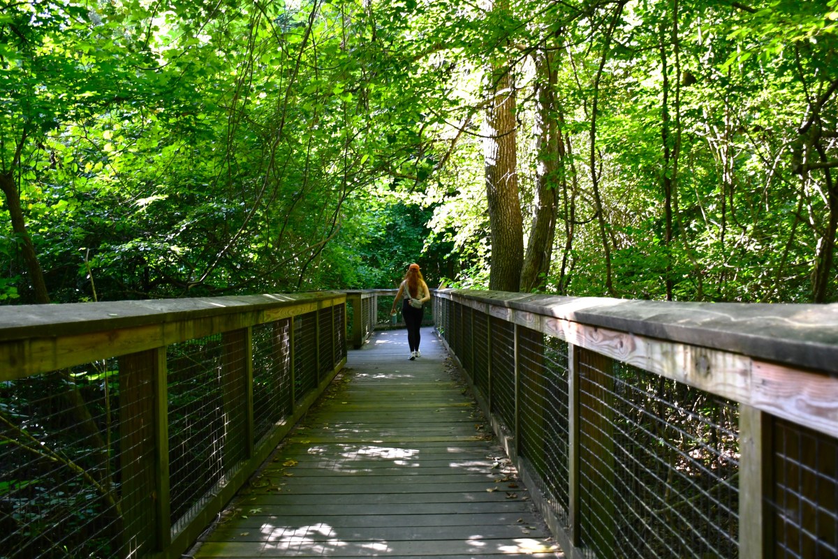 Congaree National Park – South Carolina – Swamp Critters in Abundance ...