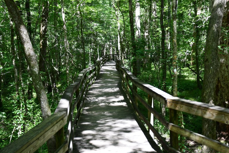Congaree National Park – South Carolina – Swamp Critters in Abundance ...