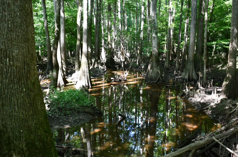 Congaree National Park – South Carolina – Swamp Critters in Abundance ...