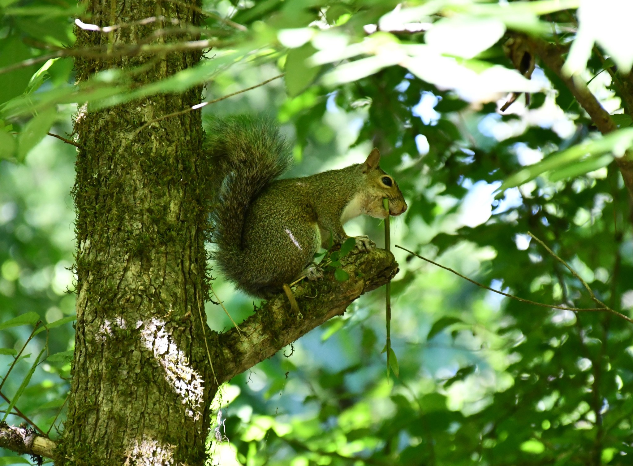 Congaree National Park – South Carolina – Swamp Critters in Abundance ...