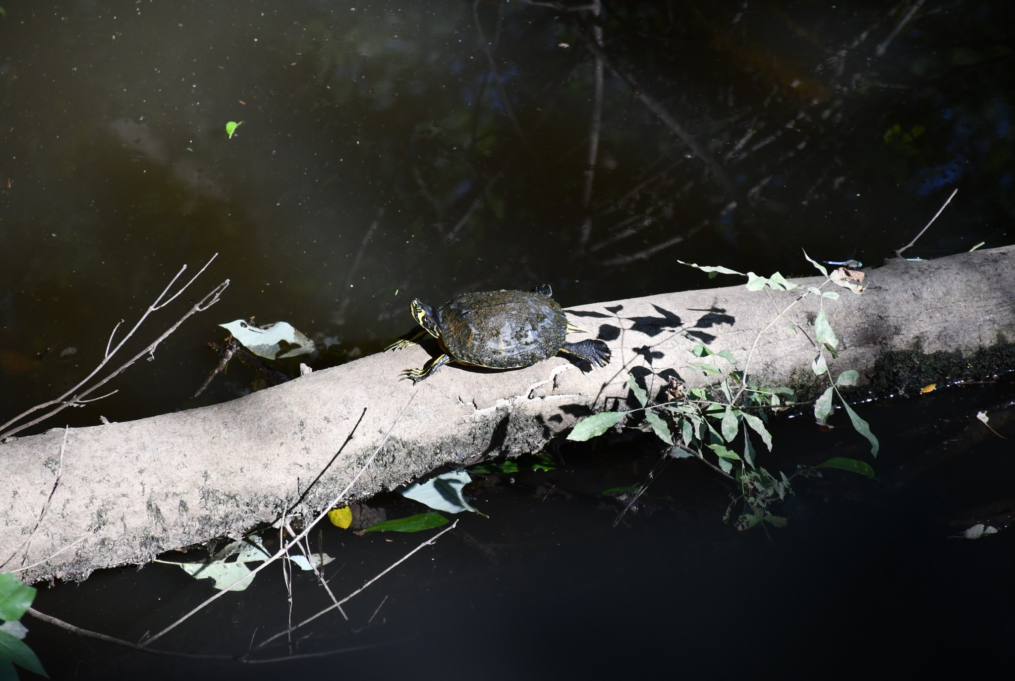 Congaree National Park – South Carolina – Swamp Critters in Abundance ...